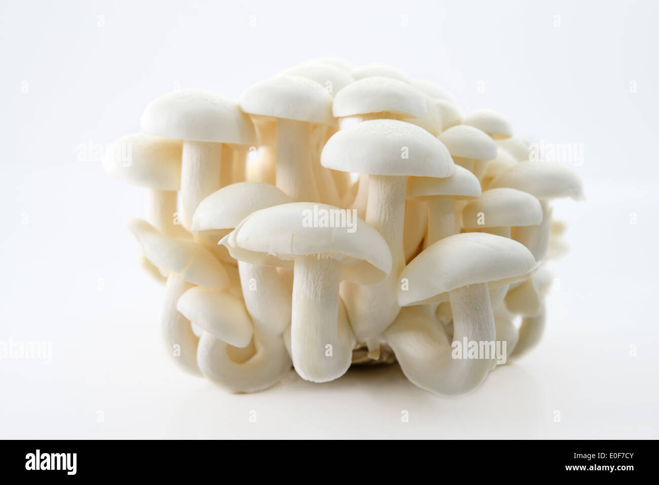 Fungus white edible hi-res stock photography and images - Alamy