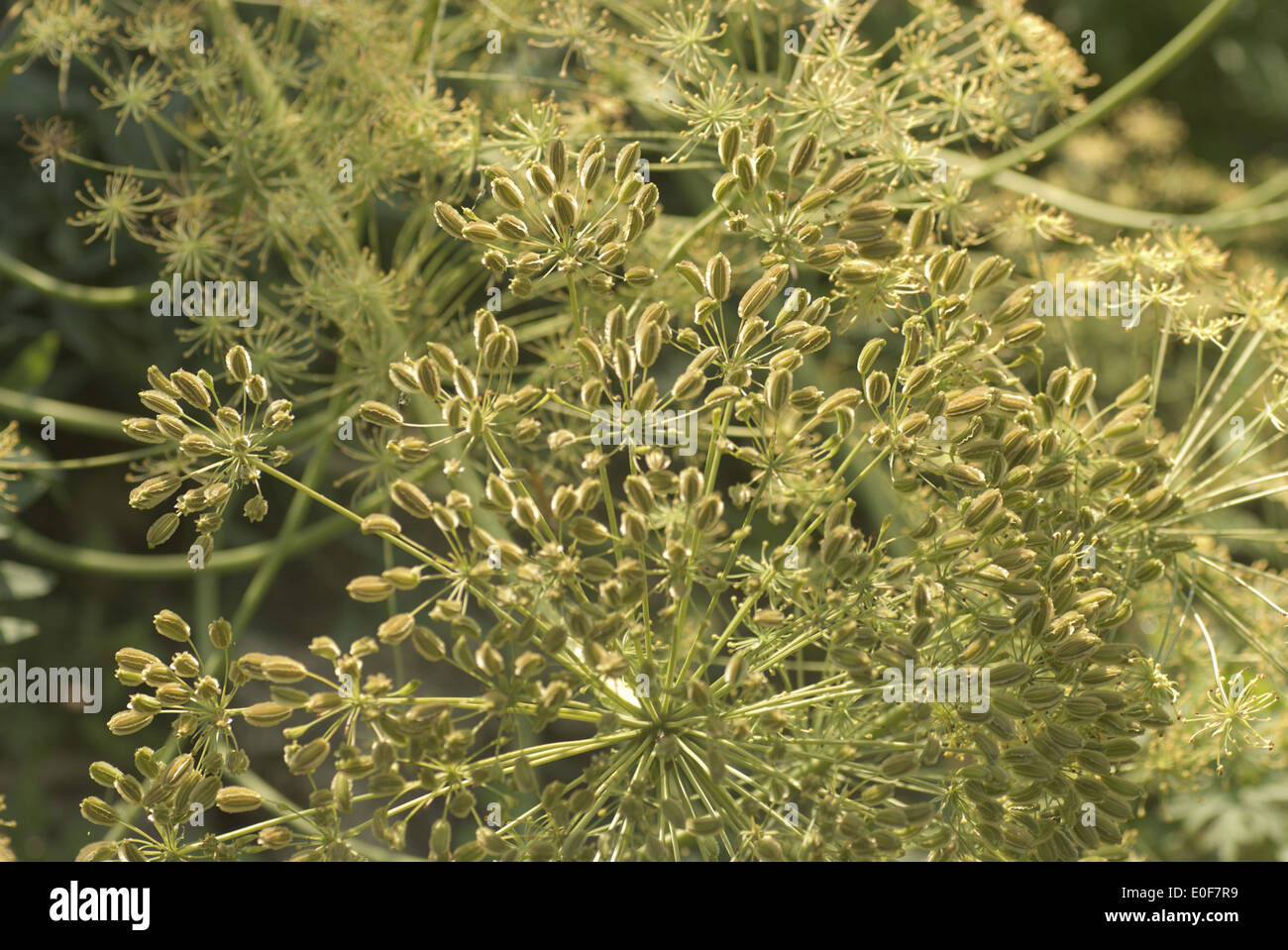 Laserpitium siler hi-res stock photography and images - Alamy