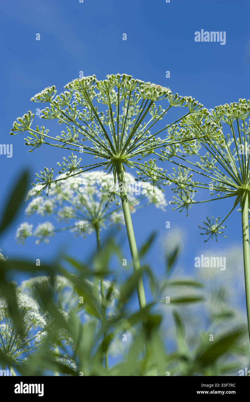 Laserpitium siler hi-res stock photography and images - Alamy