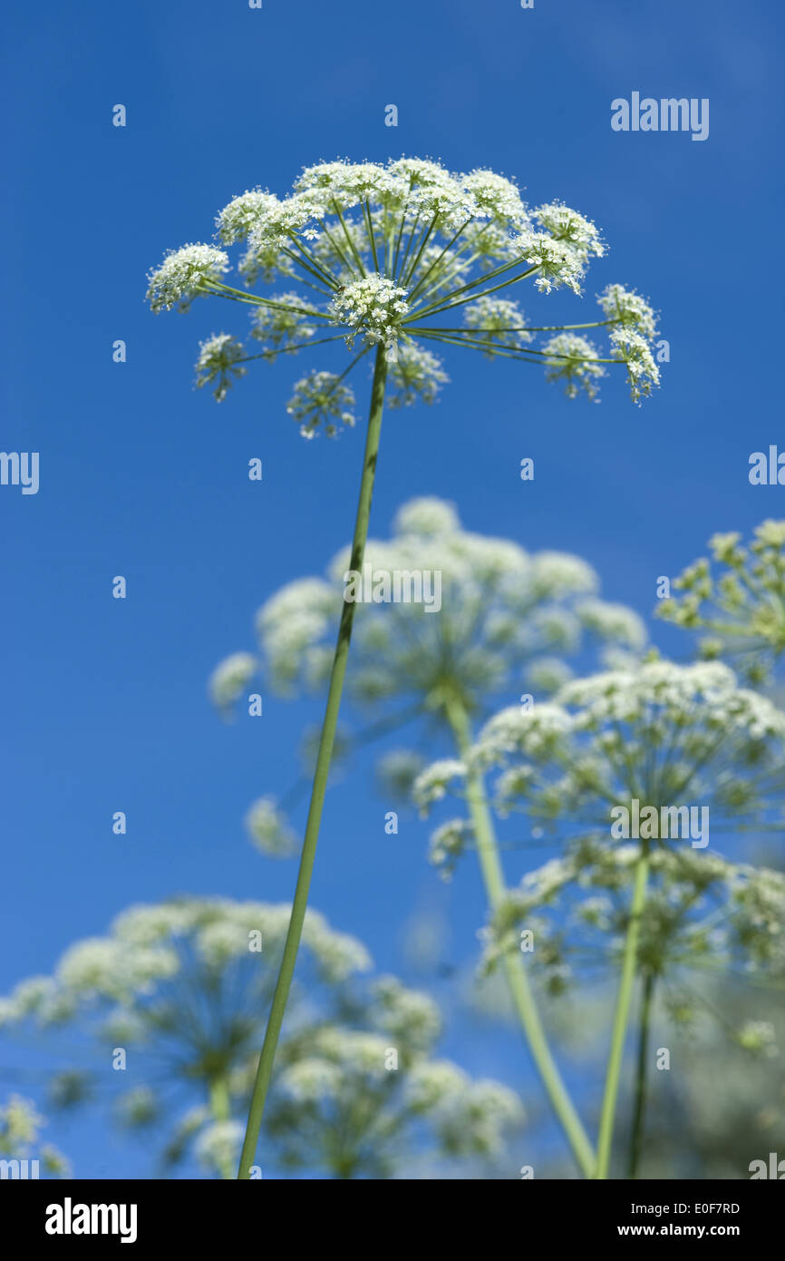 Laserpitium siler hi-res stock photography and images - Alamy