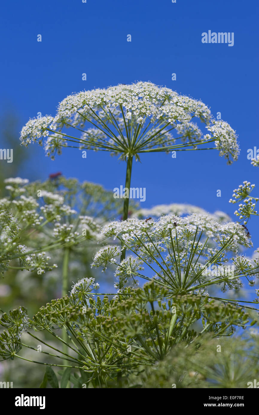 Laserpitium siler hi-res stock photography and images - Alamy