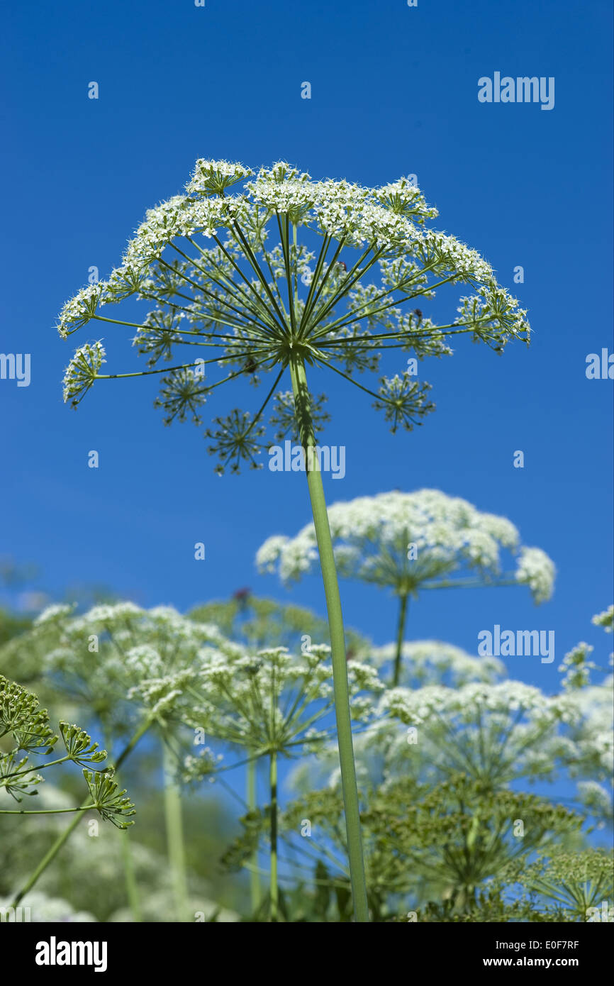 laserwort, laserpitium siler Stock Photo - Alamy