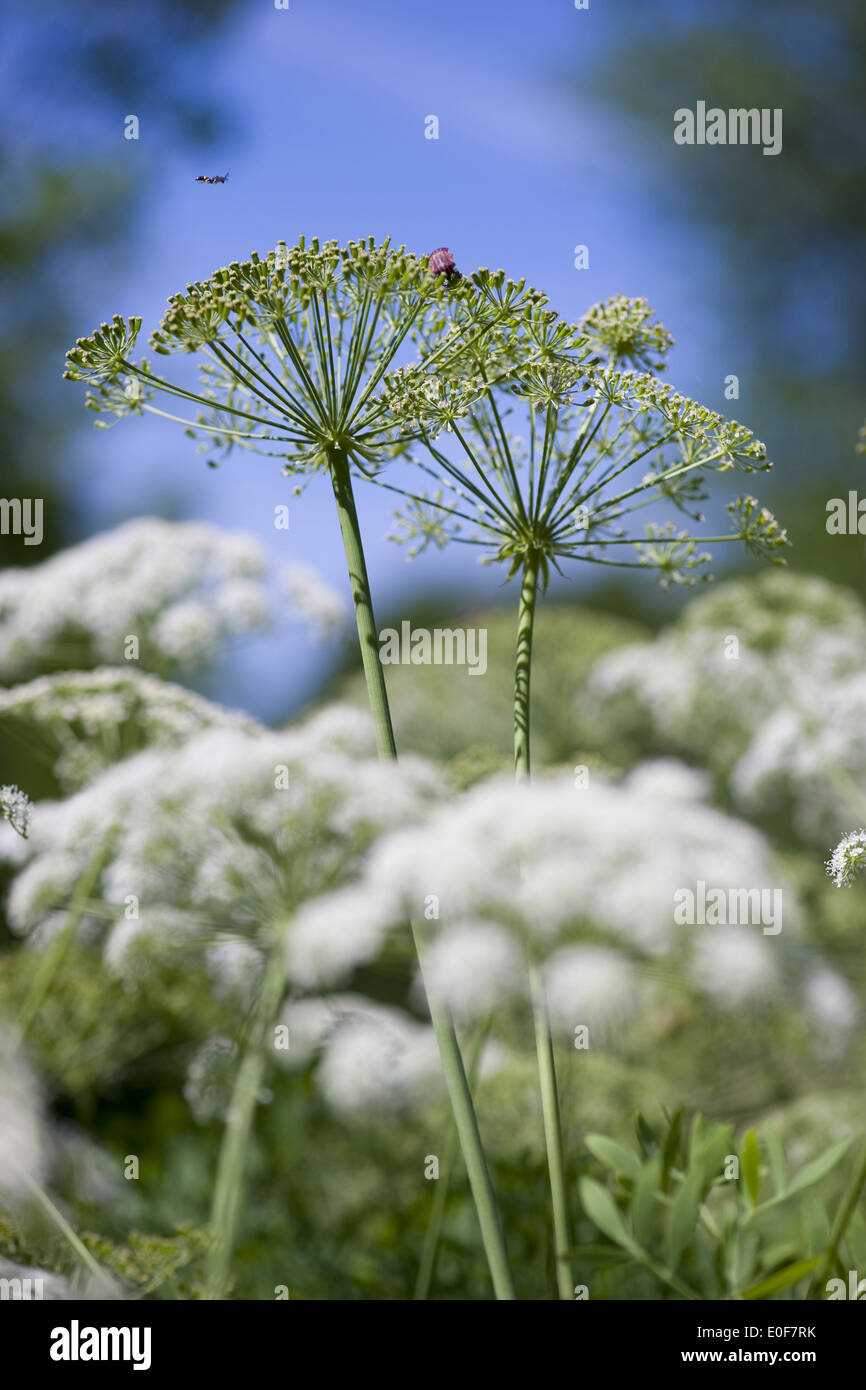 Laserpitium Siler High Resolution Stock Photography and Images - Alamy
