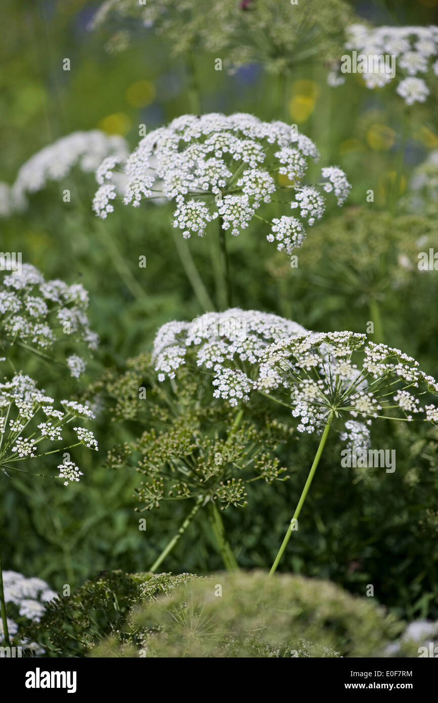 Laserpitium siler hi-res stock photography and images - Alamy