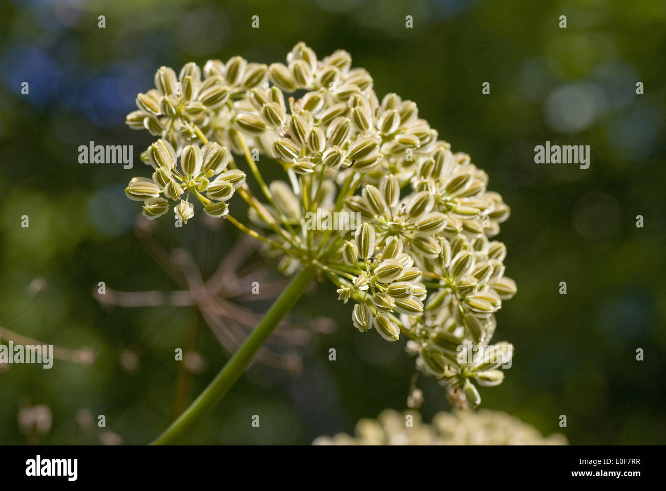 Laserpitium Siler High Resolution Stock Photography and Images - Alamy