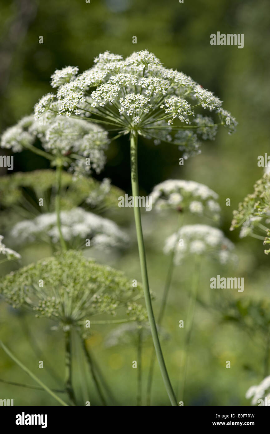 Laserpitium Siler High Resolution Stock Photography and Images - Alamy