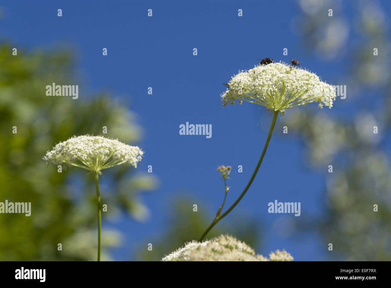 Laserworts hi-res stock photography and images - Alamy