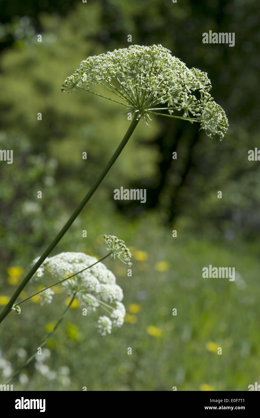 Laserwort hi-res stock photography and images - Alamy