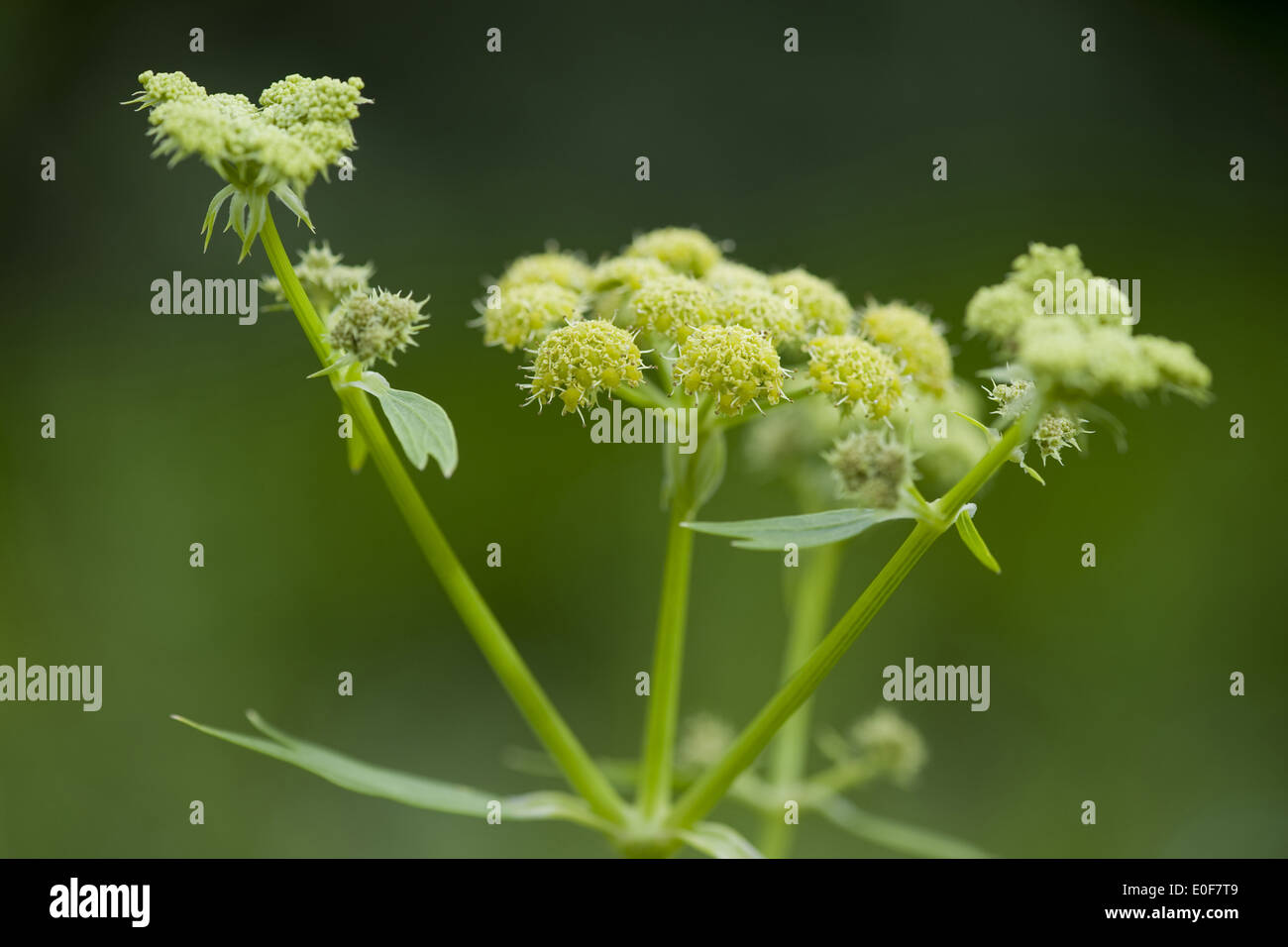 Levisticum officinale hi-res stock photography and images - Alamy