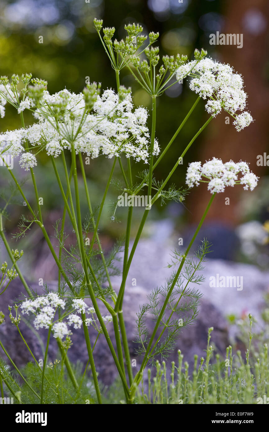 Meum meum hi-res stock photography and images - Alamy