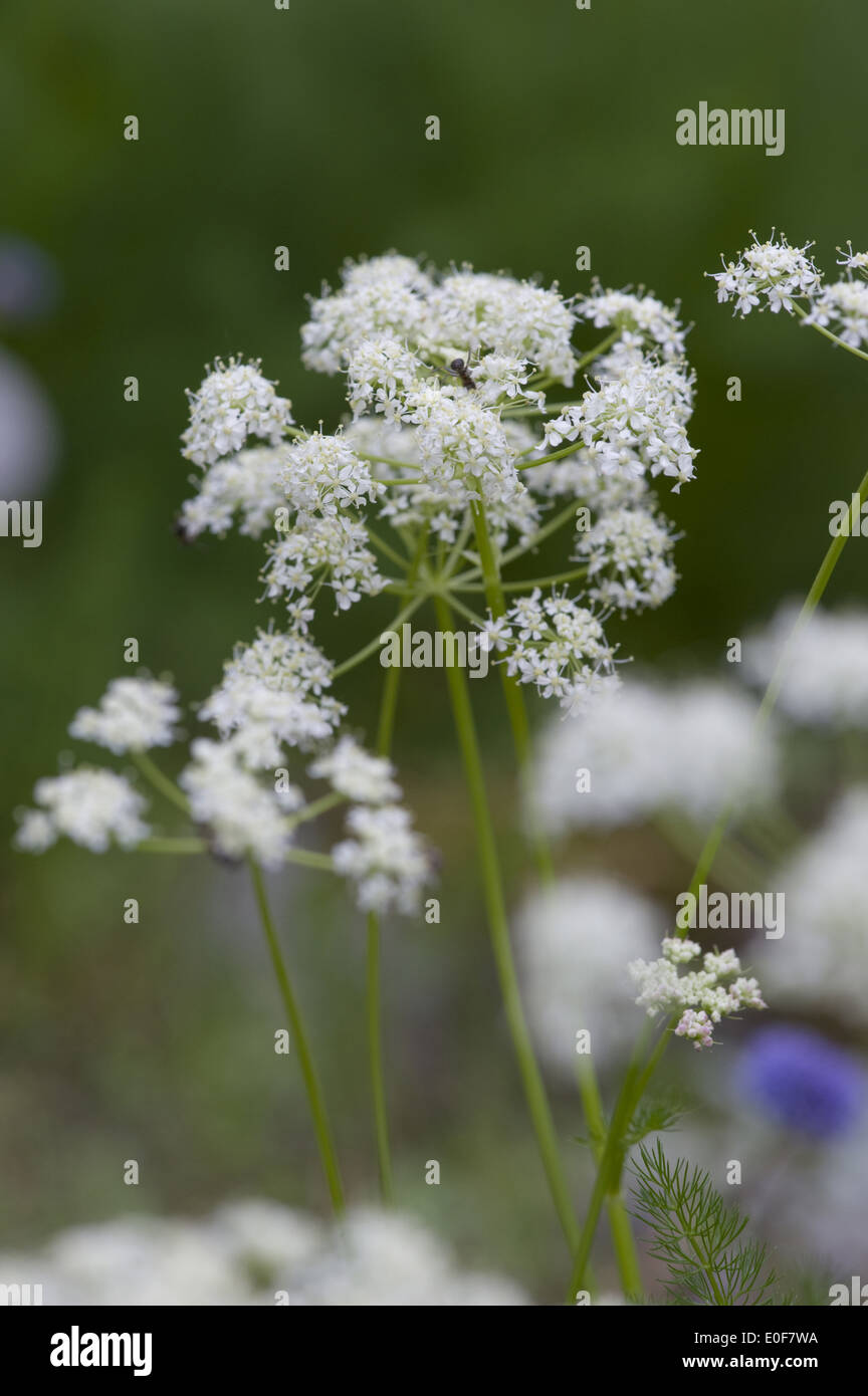 Meum meum hi-res stock photography and images - Alamy