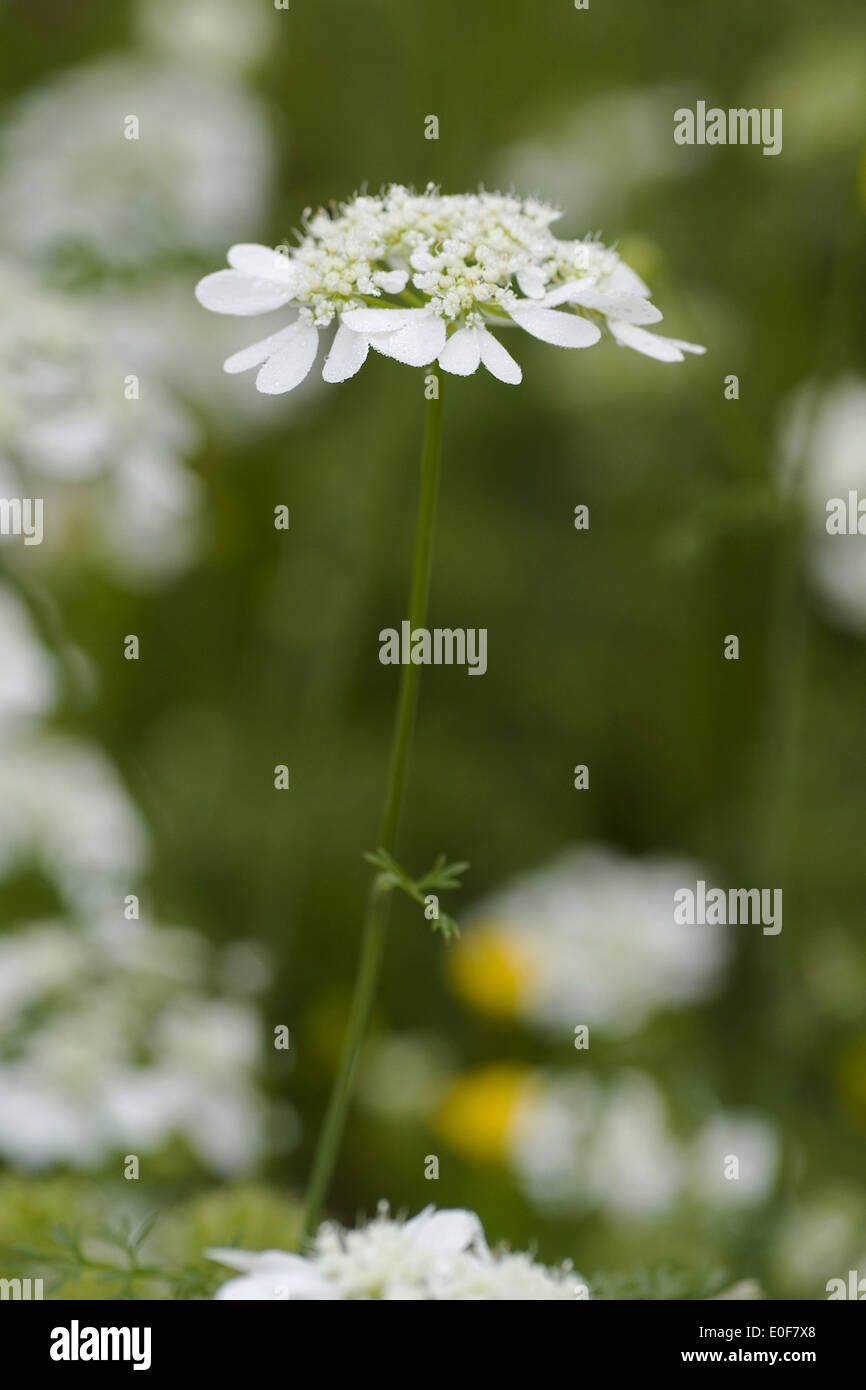 Orlaya orlaya grandiflora hi-res stock photography and images - Alamy