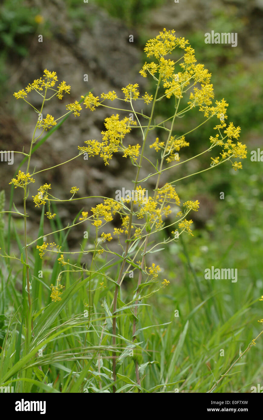 Parsnip plants hi-res stock photography and images - Alamy