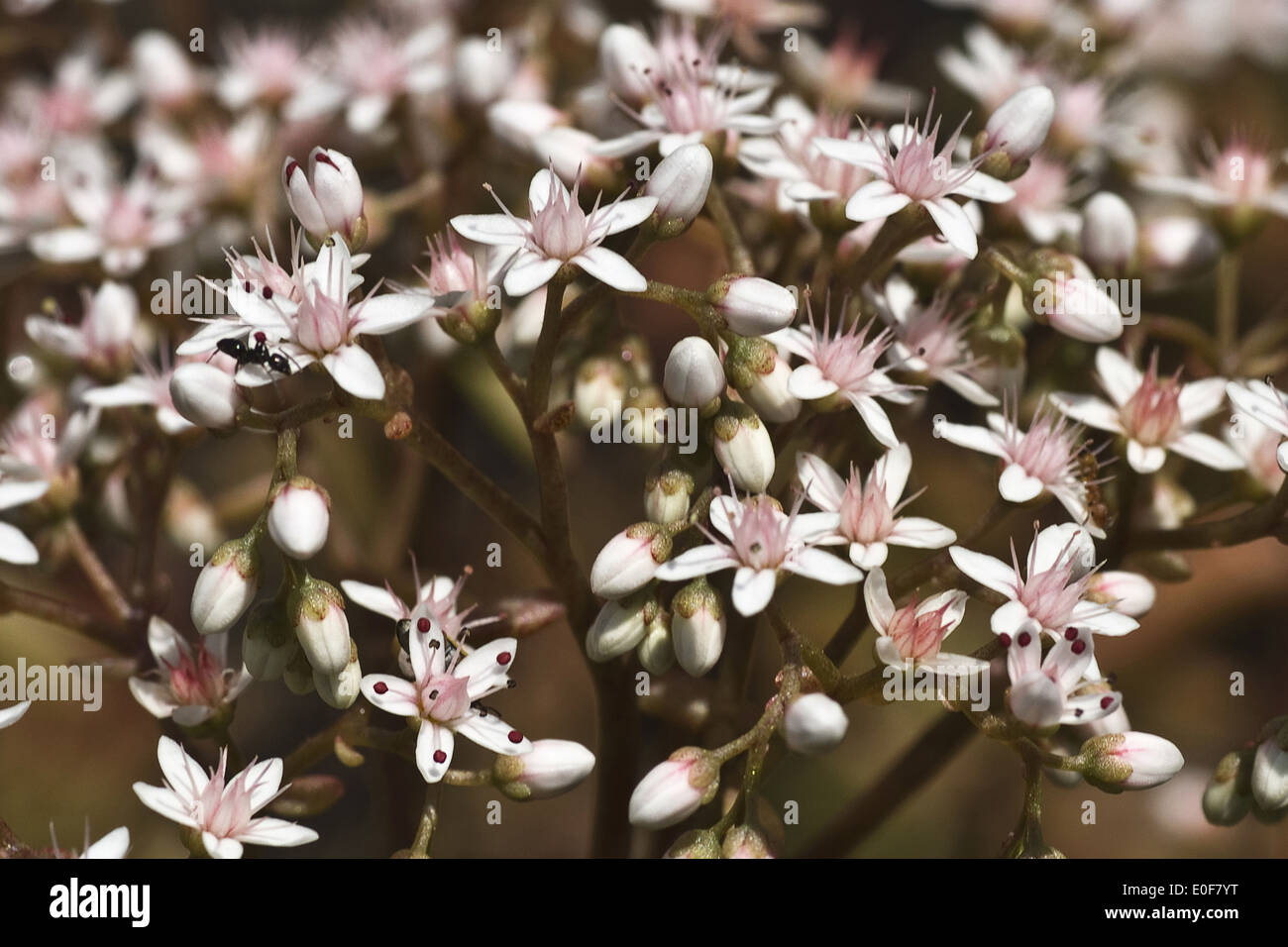 white stonecrop, sedum album Stock Photo - Alamy