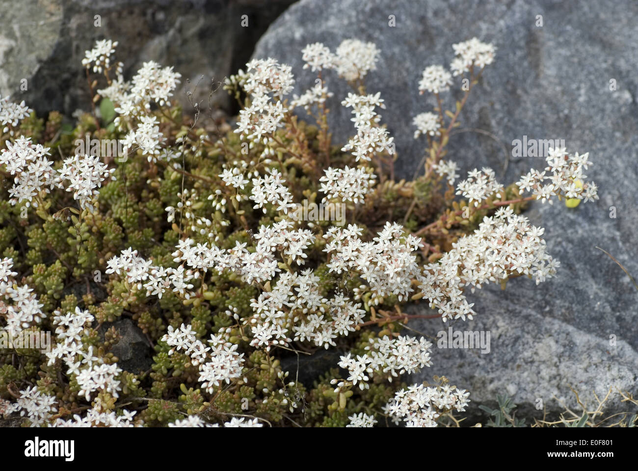 white stonecrop, sedum album Stock Photo - Alamy