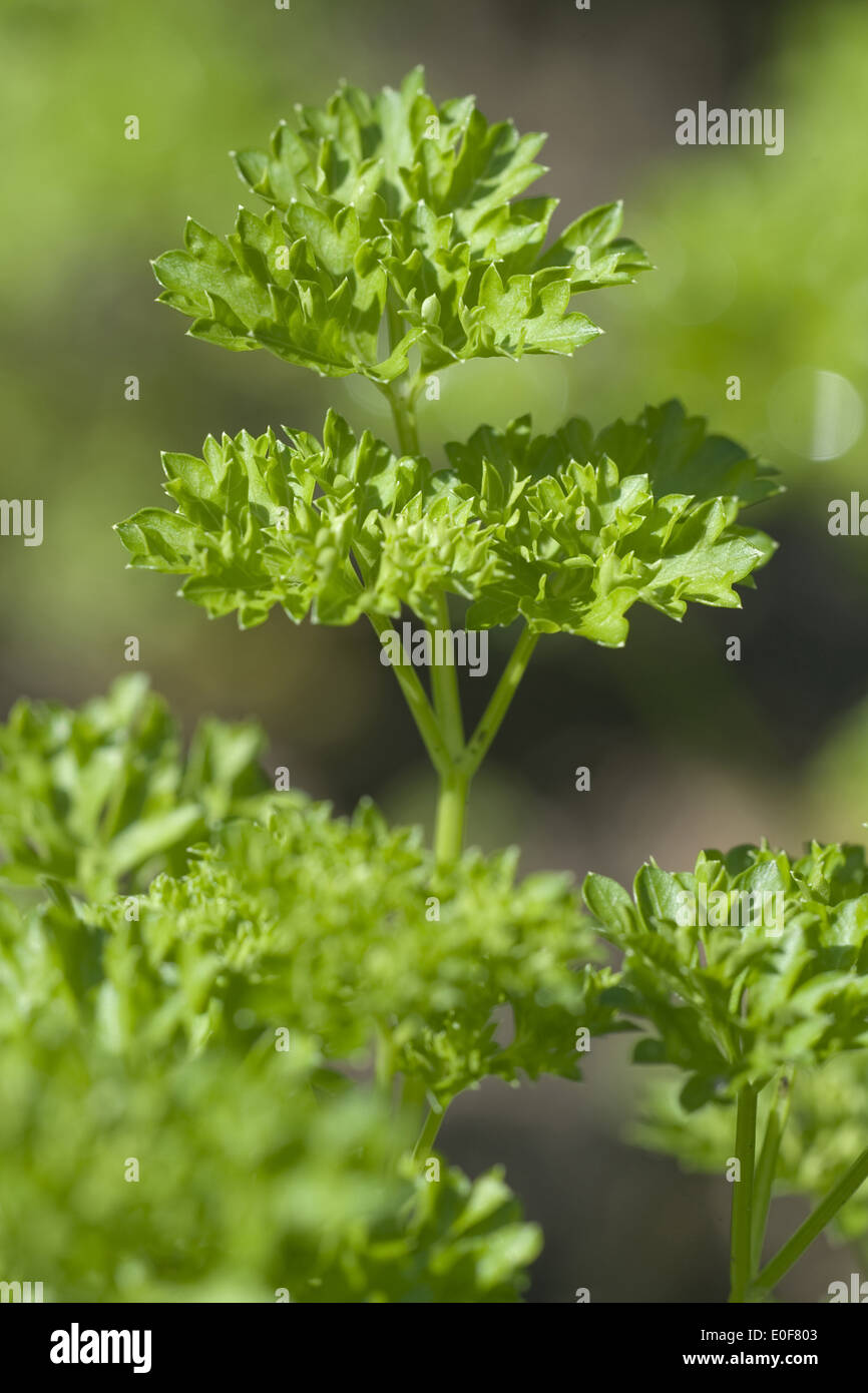 Curly parsley leaves hi-res stock photography and images - Alamy