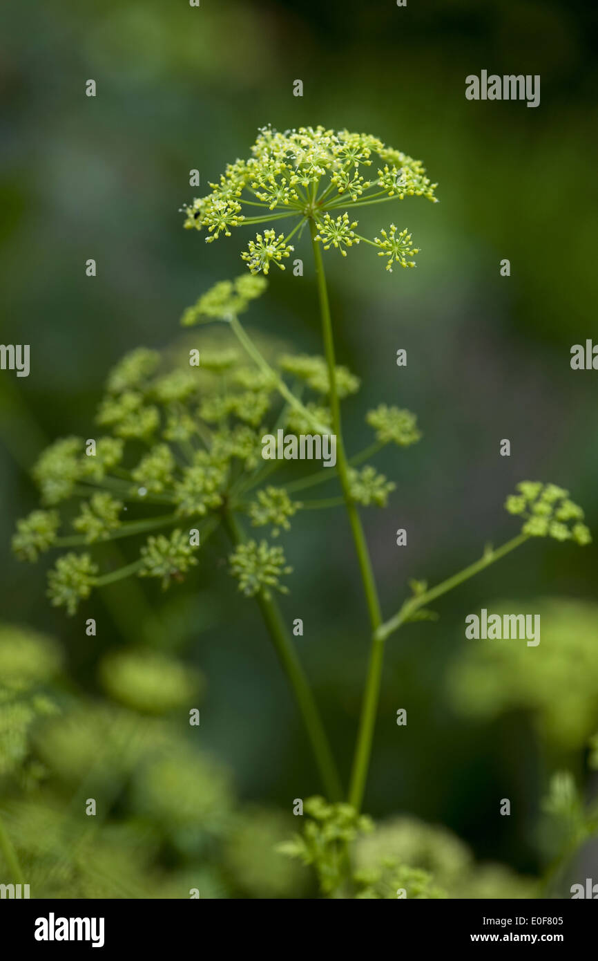Parsley yellow herb hi-res stock photography and images - Alamy