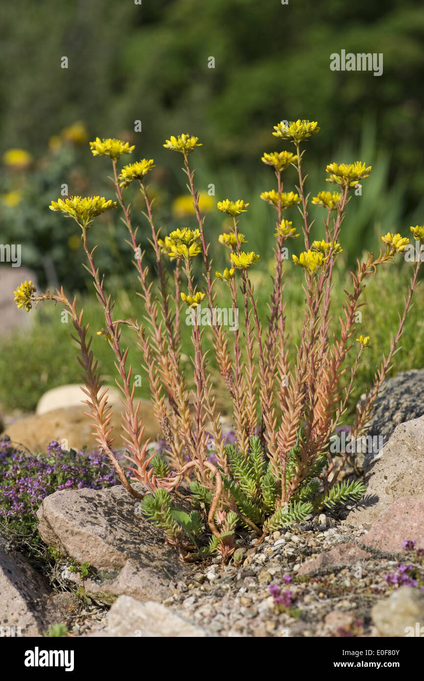 reflexed stonecrop, sedum rupestre Stock Photo - Alamy