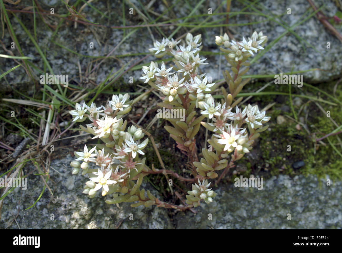 white stonecrop, sedum album Stock Photo - Alamy