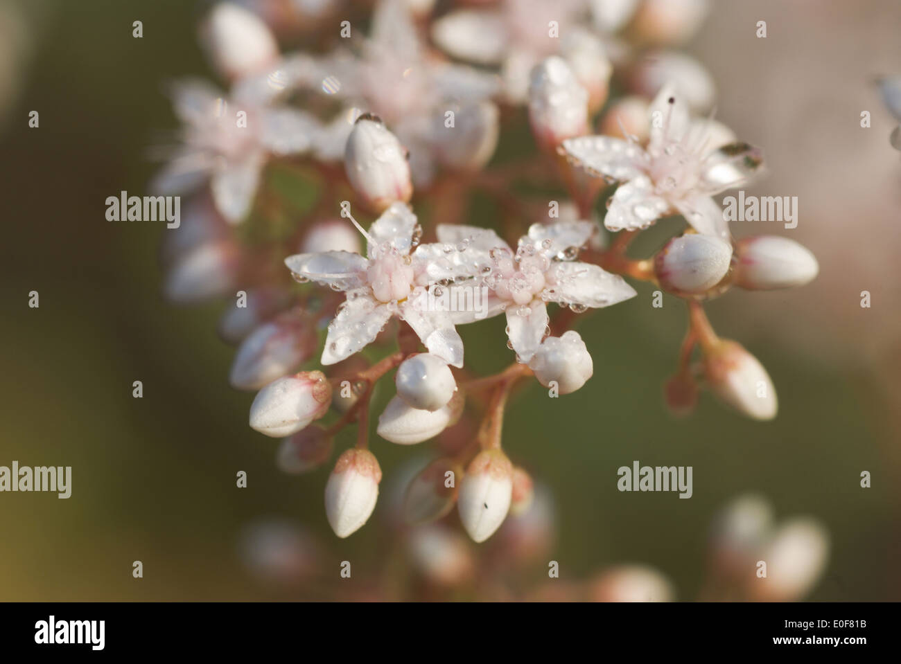 white stonecrop, sedum album Stock Photo - Alamy