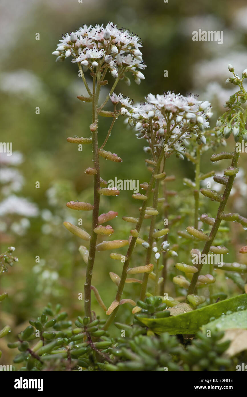 White stonecrop hi-res stock photography and images - Alamy