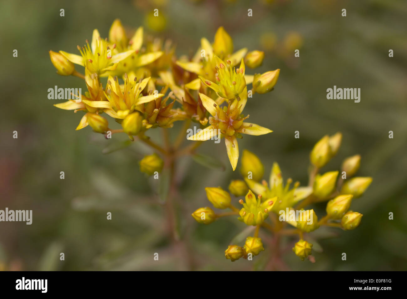 Yellow flowering sedum hi-res stock photography and images - Alamy