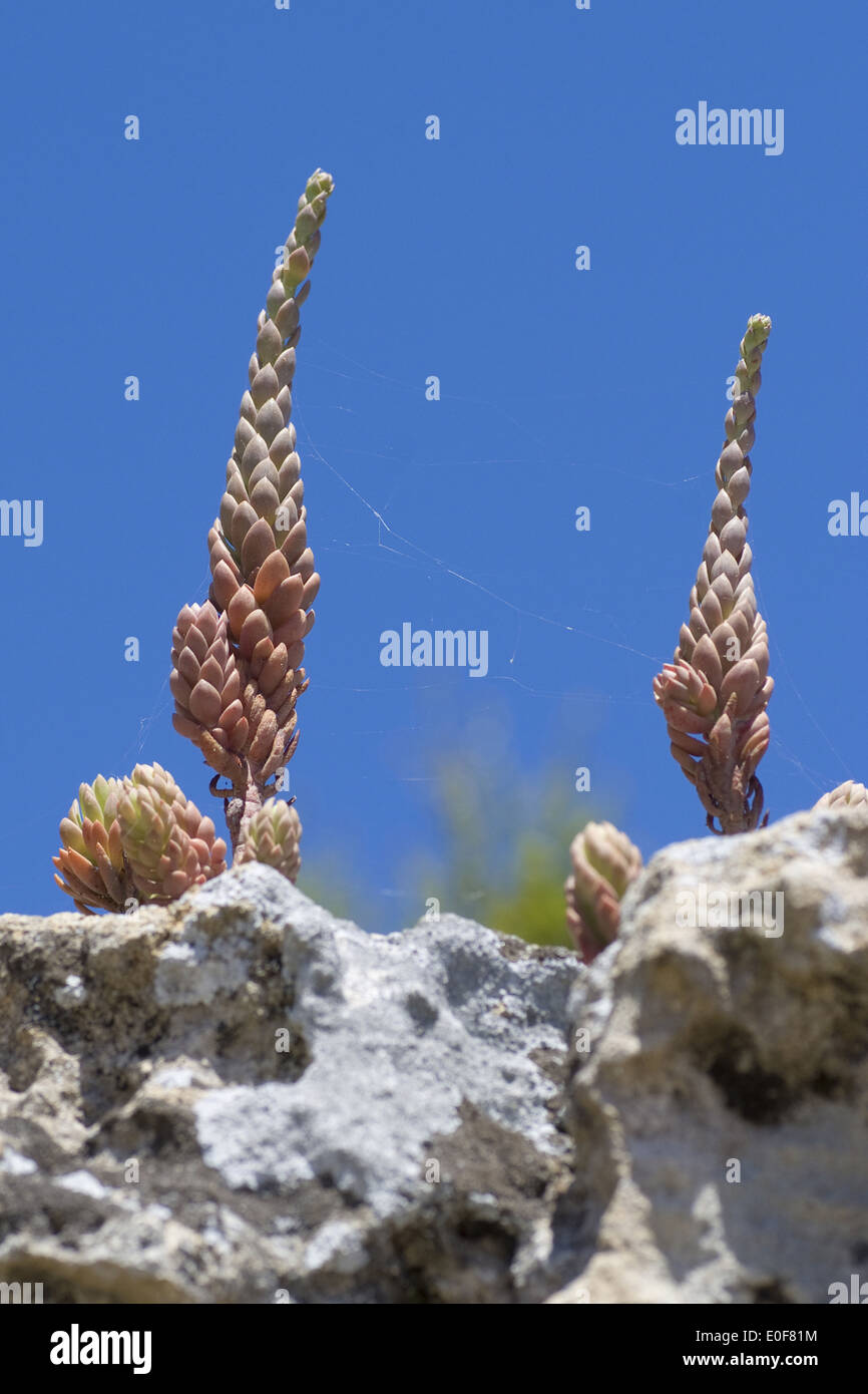 Stonecrop hi-res stock photography and images - Alamy