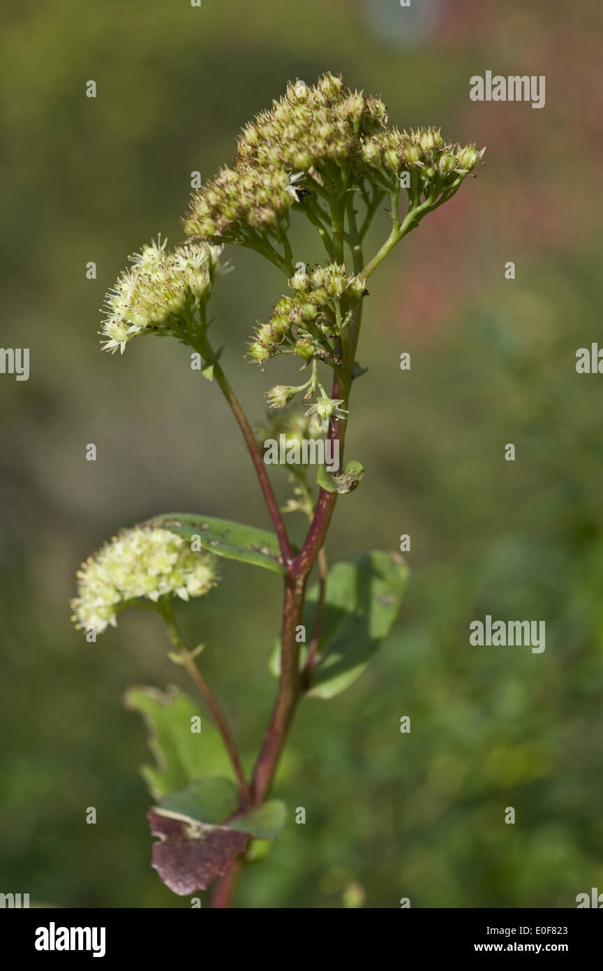 Craft Supplies & Tools Floral & Garden Crafts Other Greenery Sedum 100 ...