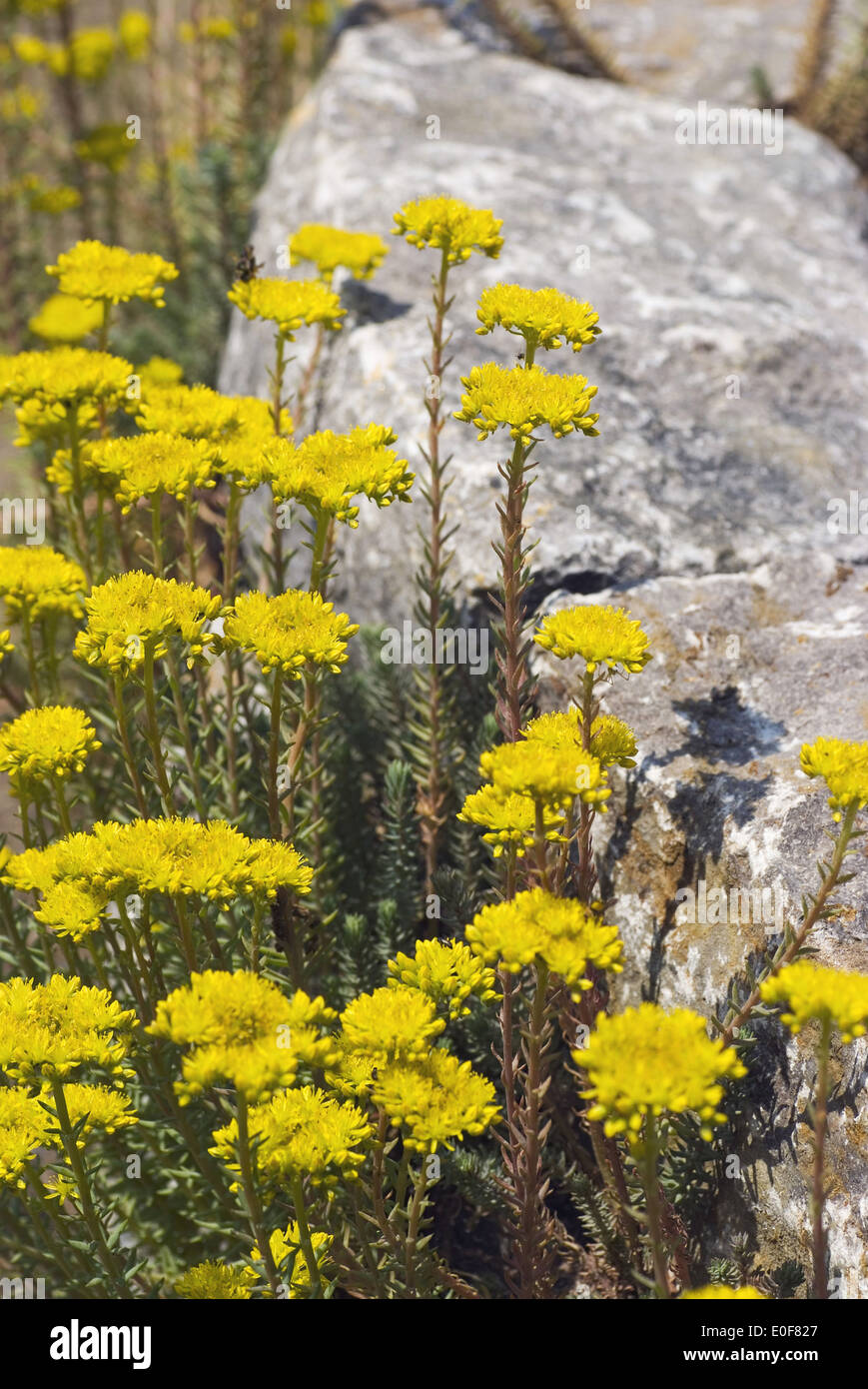 reflexed stonecrop, sedum rupestre Stock Photo - Alamy