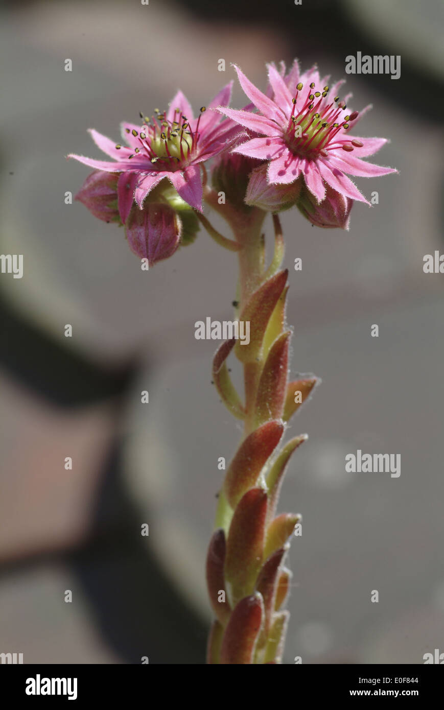 common houseleek, sempervivum tectorum Stock Photo - Alamy