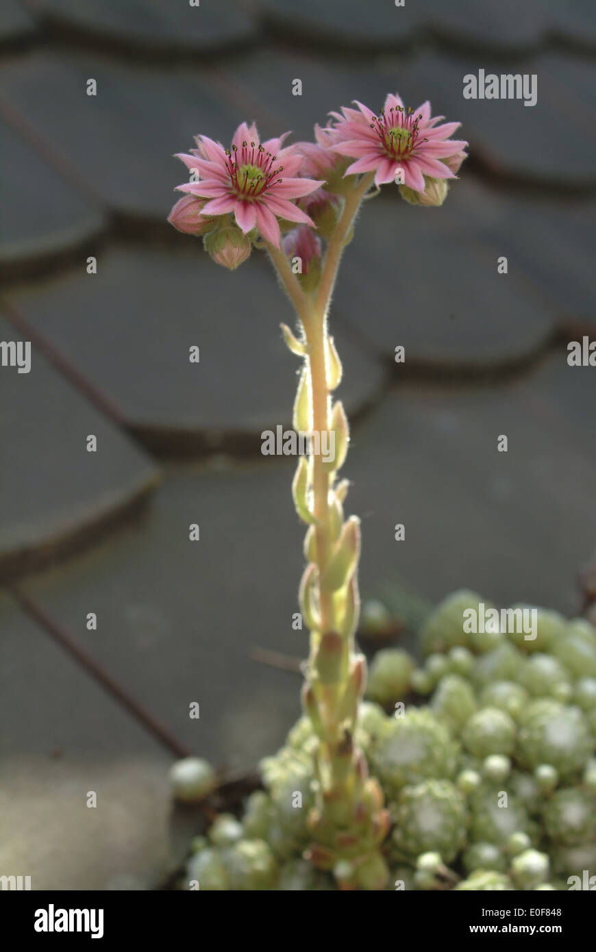 common houseleek, sempervivum tectorum Stock Photo - Alamy