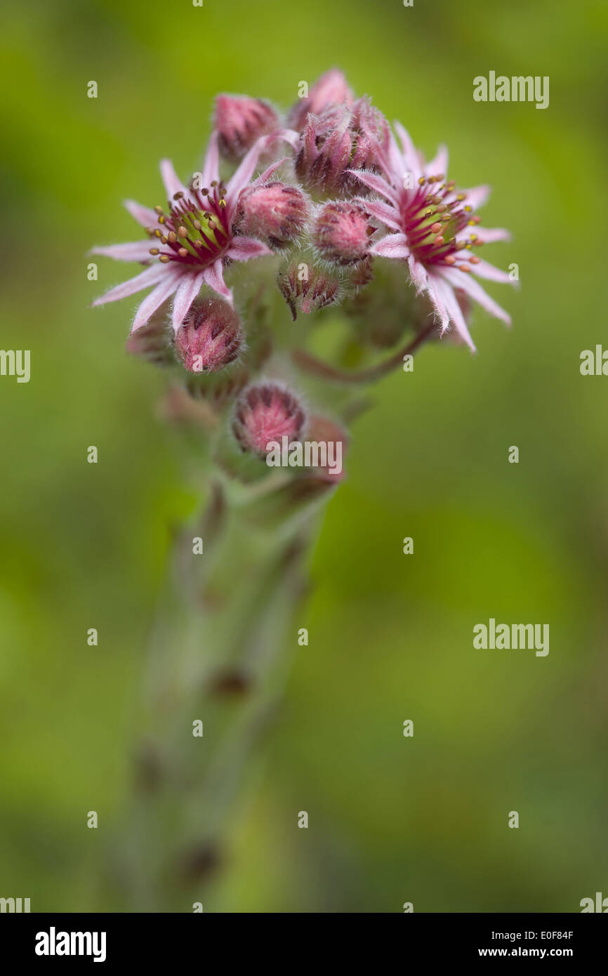 common houseleek, sempervivum tectorum ssp. alpinum Stock Photo - Alamy