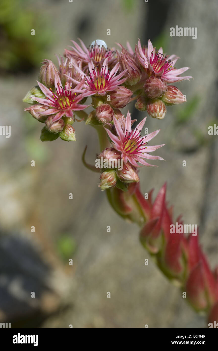 common houseleek, sempervivum tectorum ssp. alpinum Stock Photo - Alamy