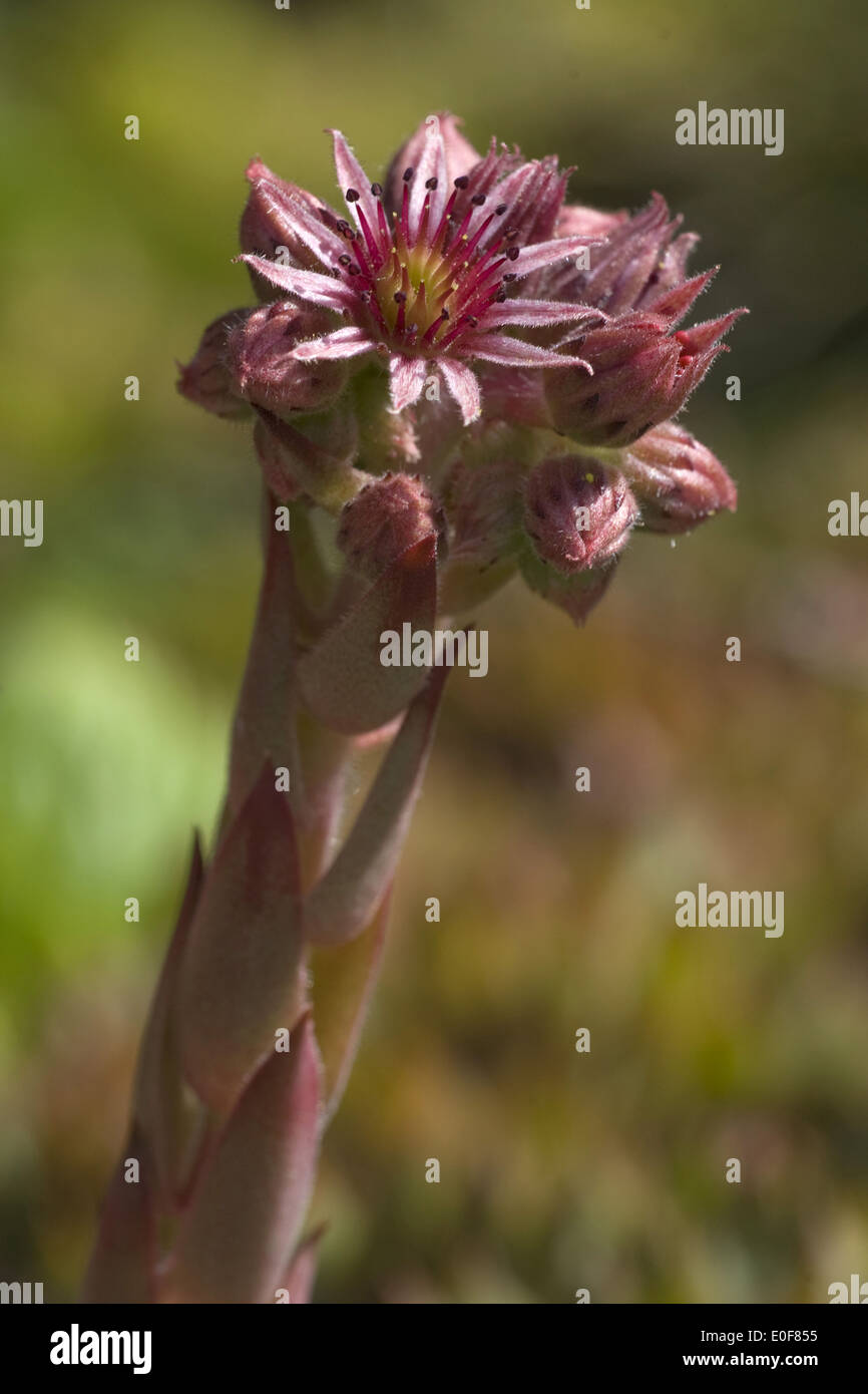 common houseleek, sempervivum tectorum ssp. alpinum Stock Photo - Alamy
