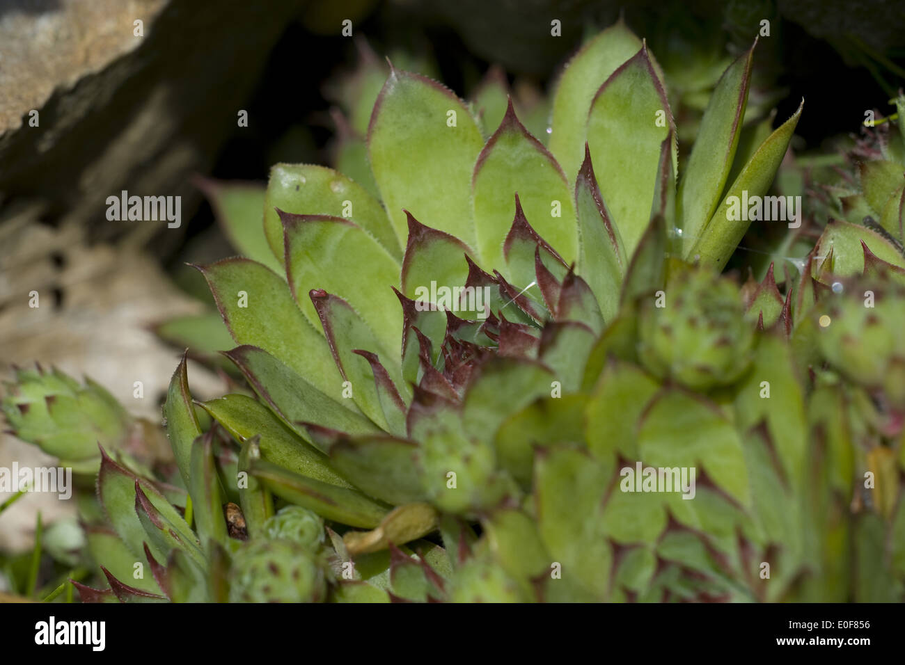 Common houseleek sempervivum tectorum ssp hi-res stock photography and ...