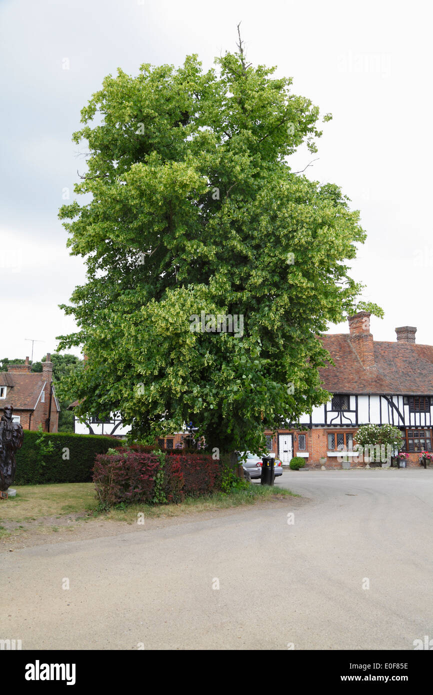 Large Linden tree in Chilham Village Square Kent England UK Stock Photo ...