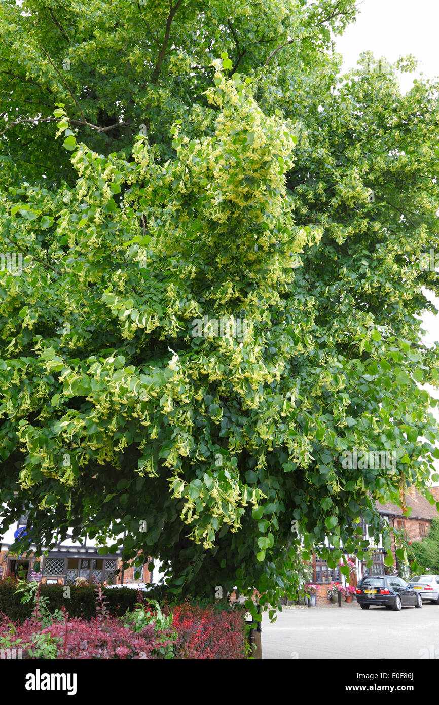 Linden tree hi-res stock photography and images - Alamy