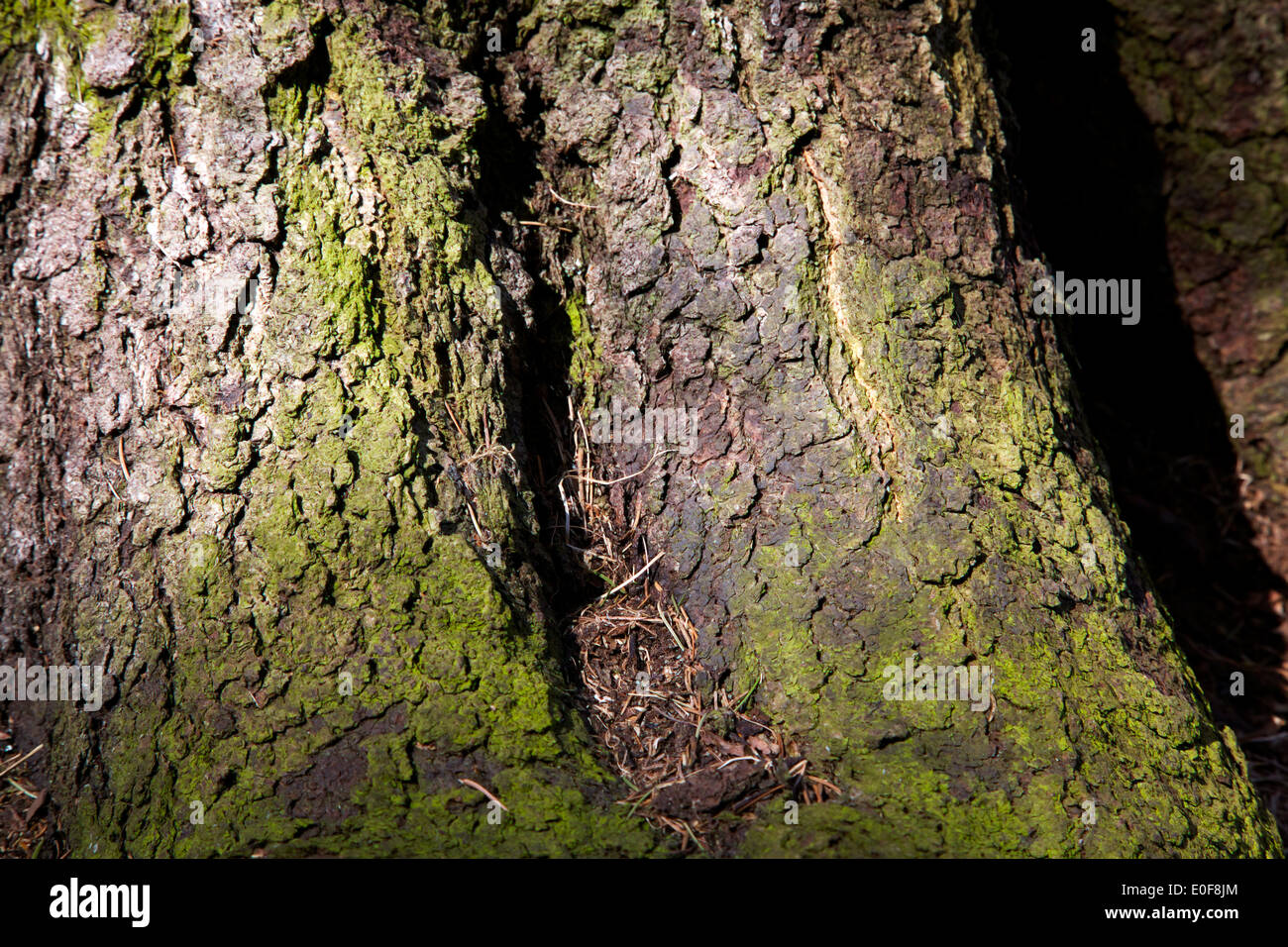 Tree Roots Algae High Resolution Stock Photography and Images - Alamy