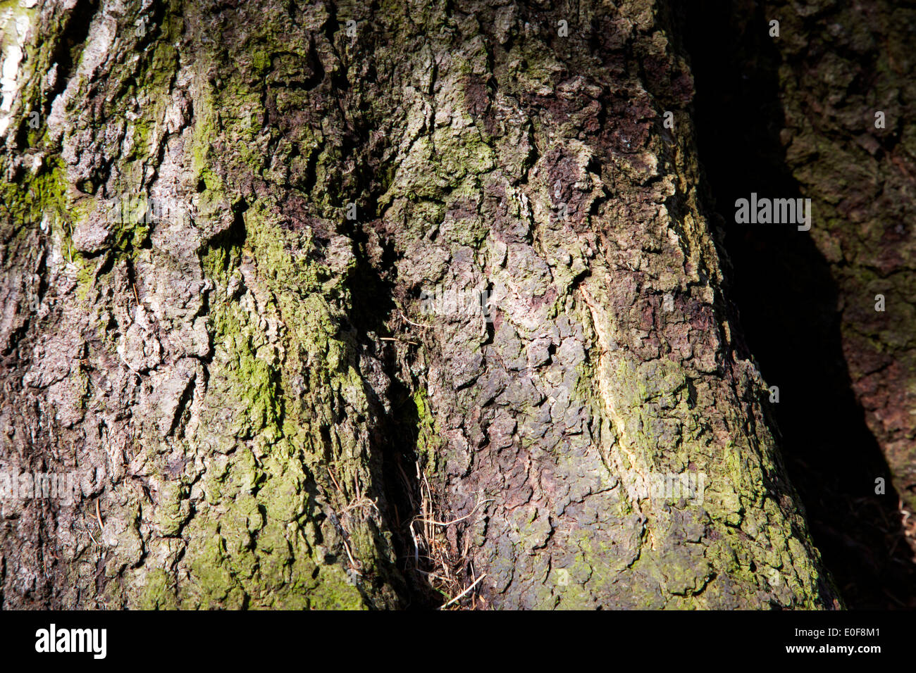 Tree trunk pattern and roots with green algae Stock Photo - Alamy