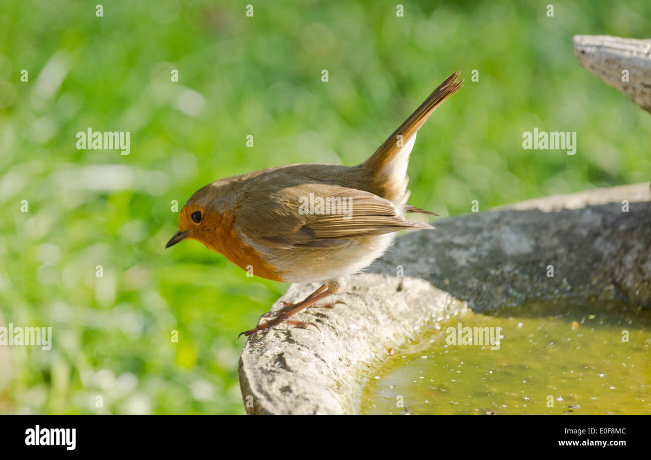 Garden bird bath robin hi-res stock photography and images - Alamy