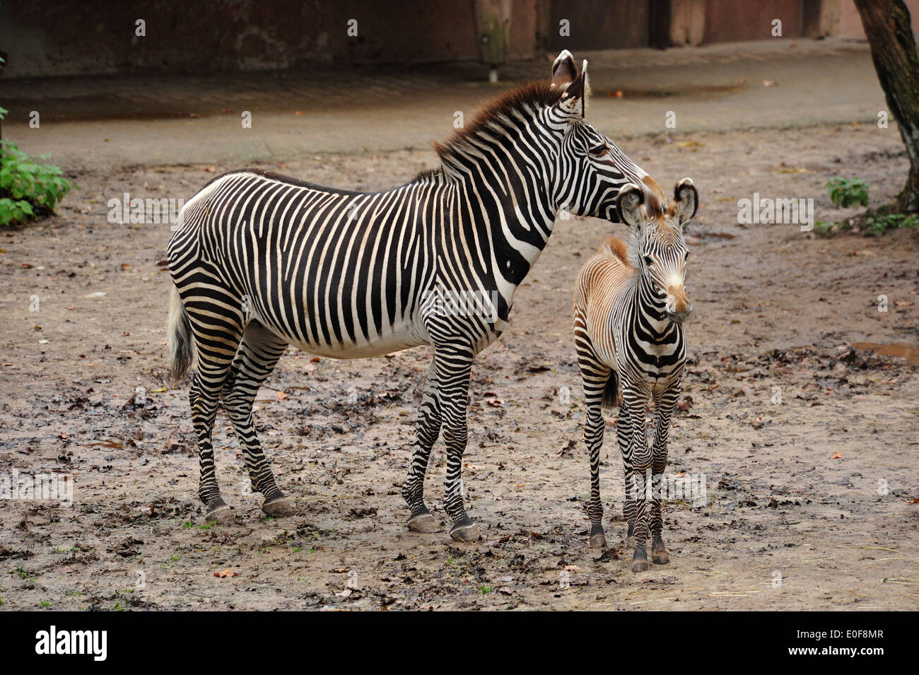 Grevyzebra hi-res stock photography and images - Alamy