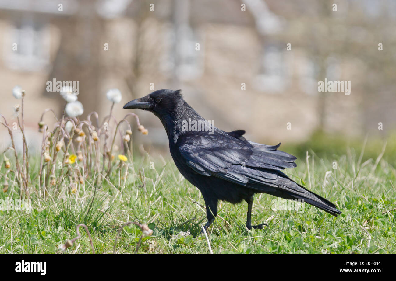 The all-black carrion crow Stock Photo - Alamy
