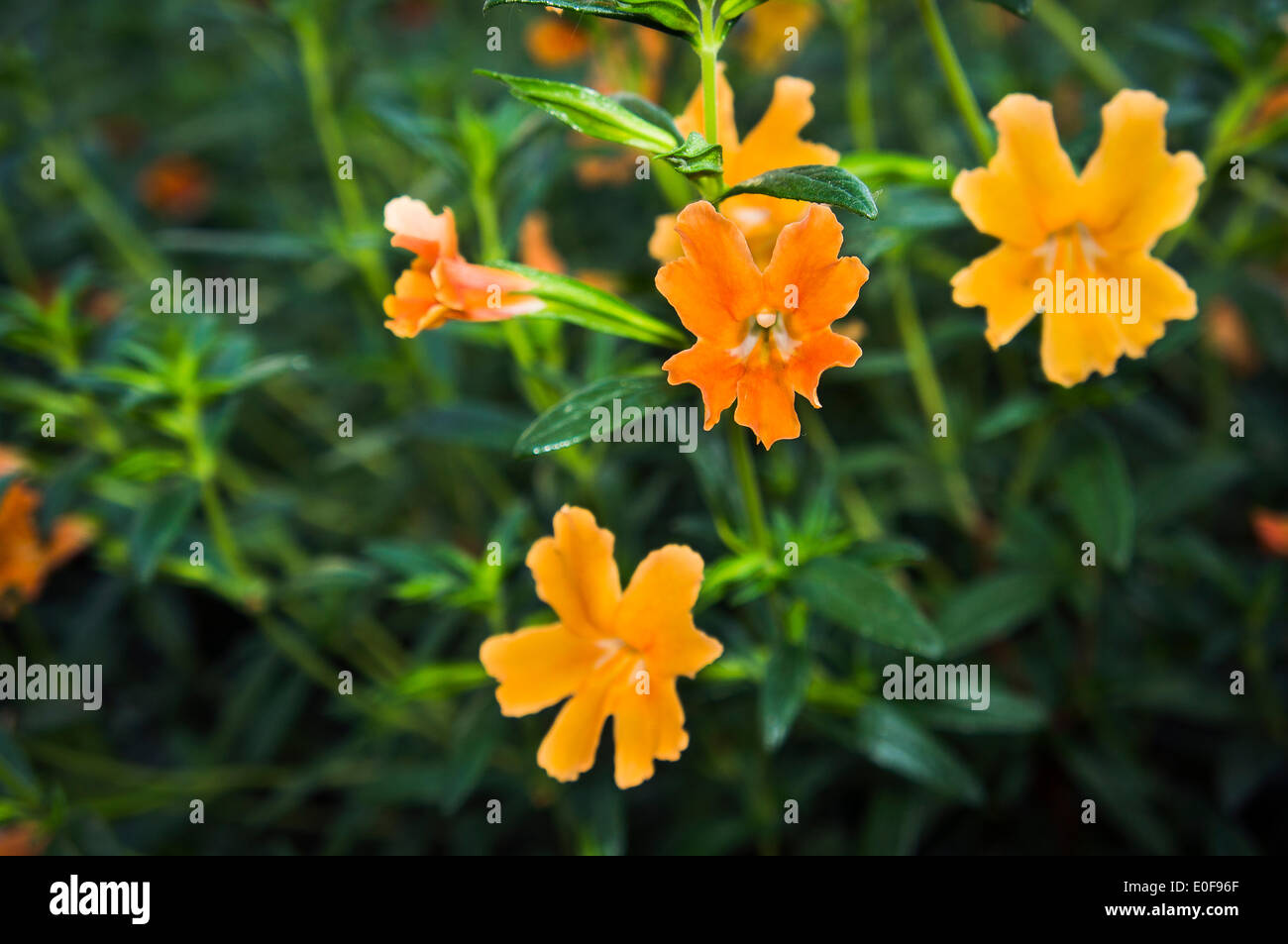 Sticky, orange bush monkey-flower, Mimulus aurantiacus, gardening ...