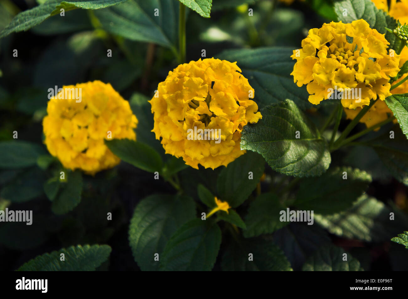 Ornamental lantana hi-res stock photography and images - Alamy