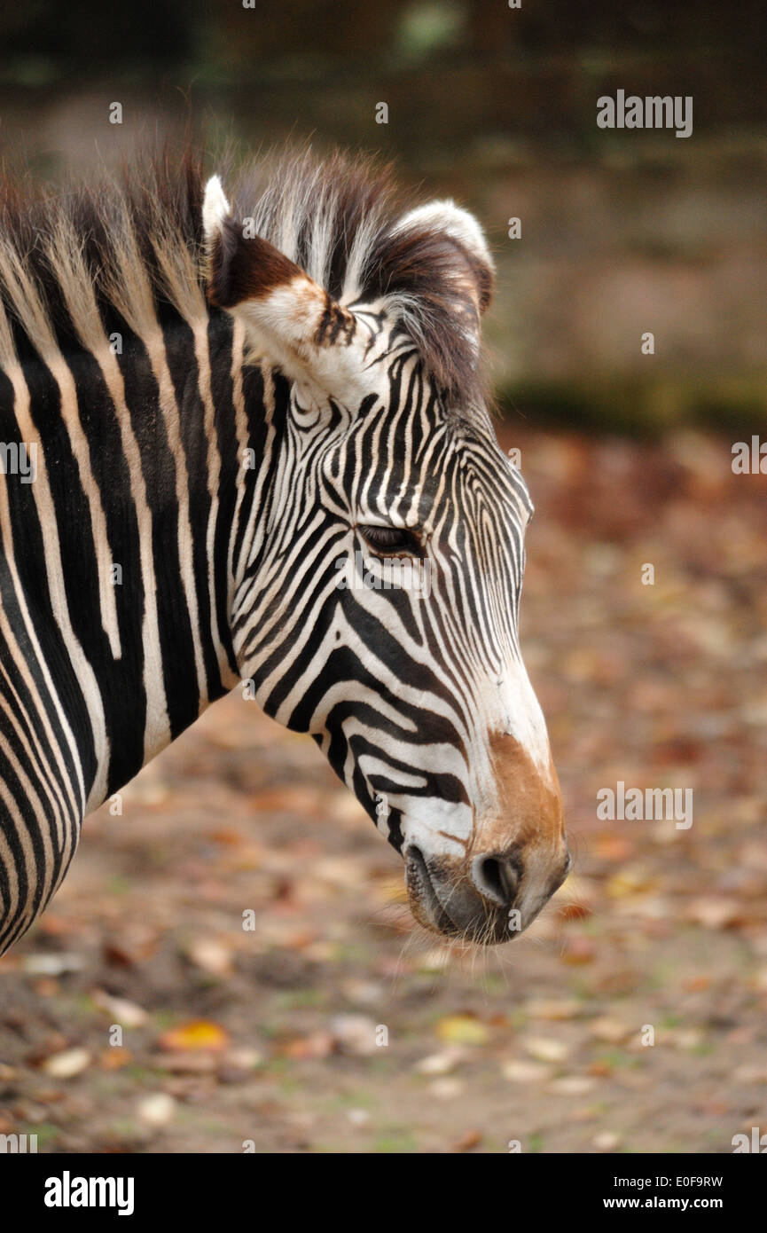 Grevyzebra (Equus grevyi) • Nürnberg, Bayern, Deutschland Stock Photo ...