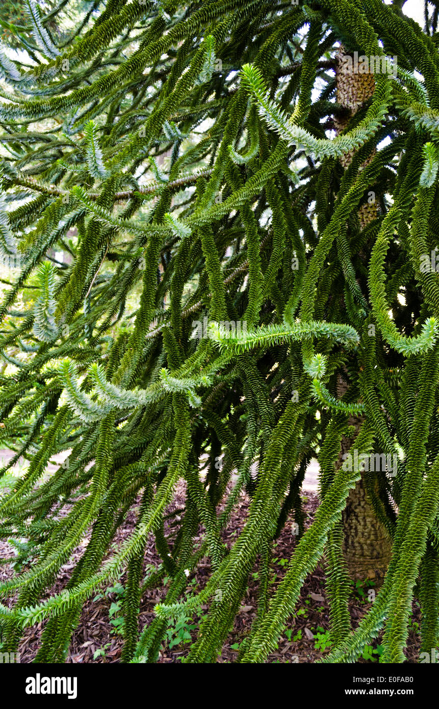 Monkey puzzle tree Araucaria araucana Stock Photo - Alamy