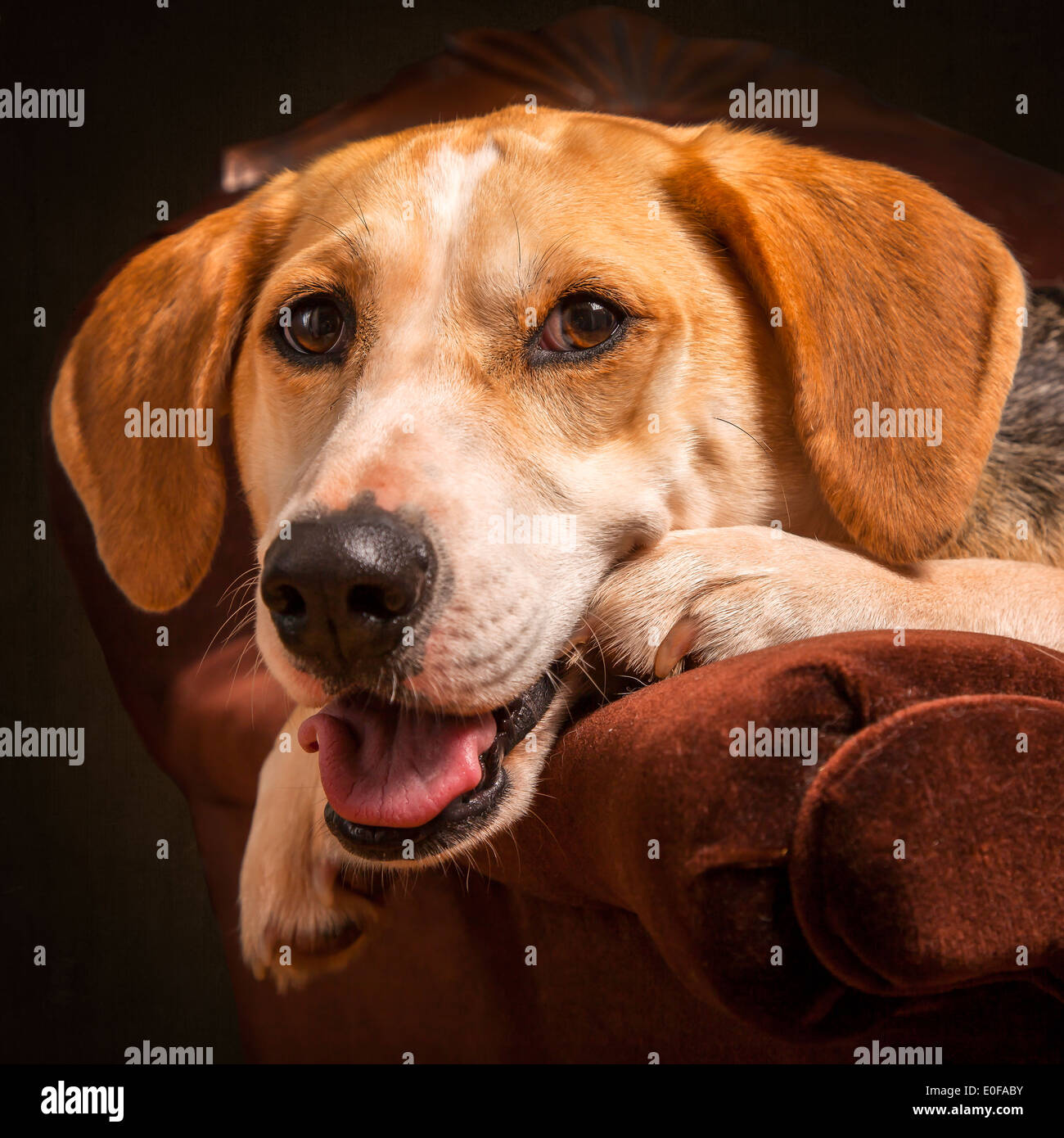 Beagle cross hi-res stock photography and images - Alamy