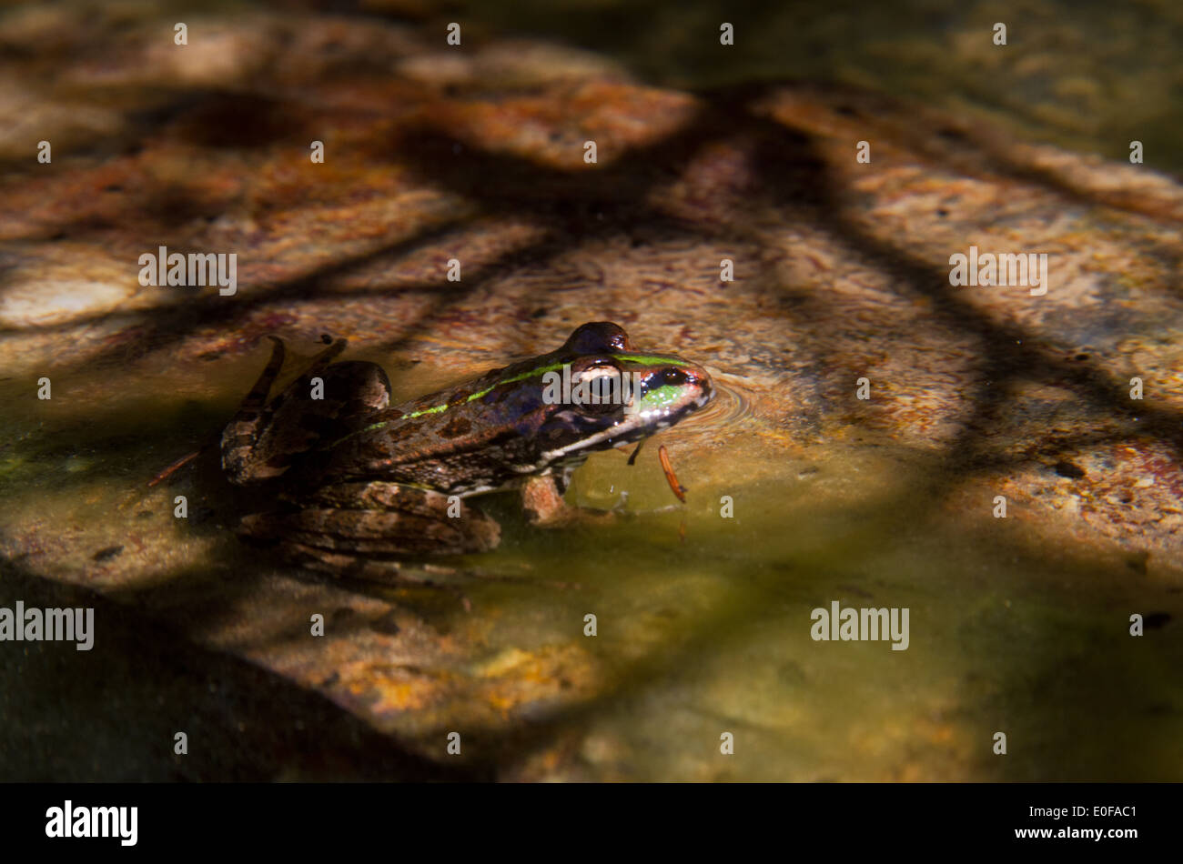 Green marsh frog (Rana Ridibunda) in shallow water Stock Photo - Alamy