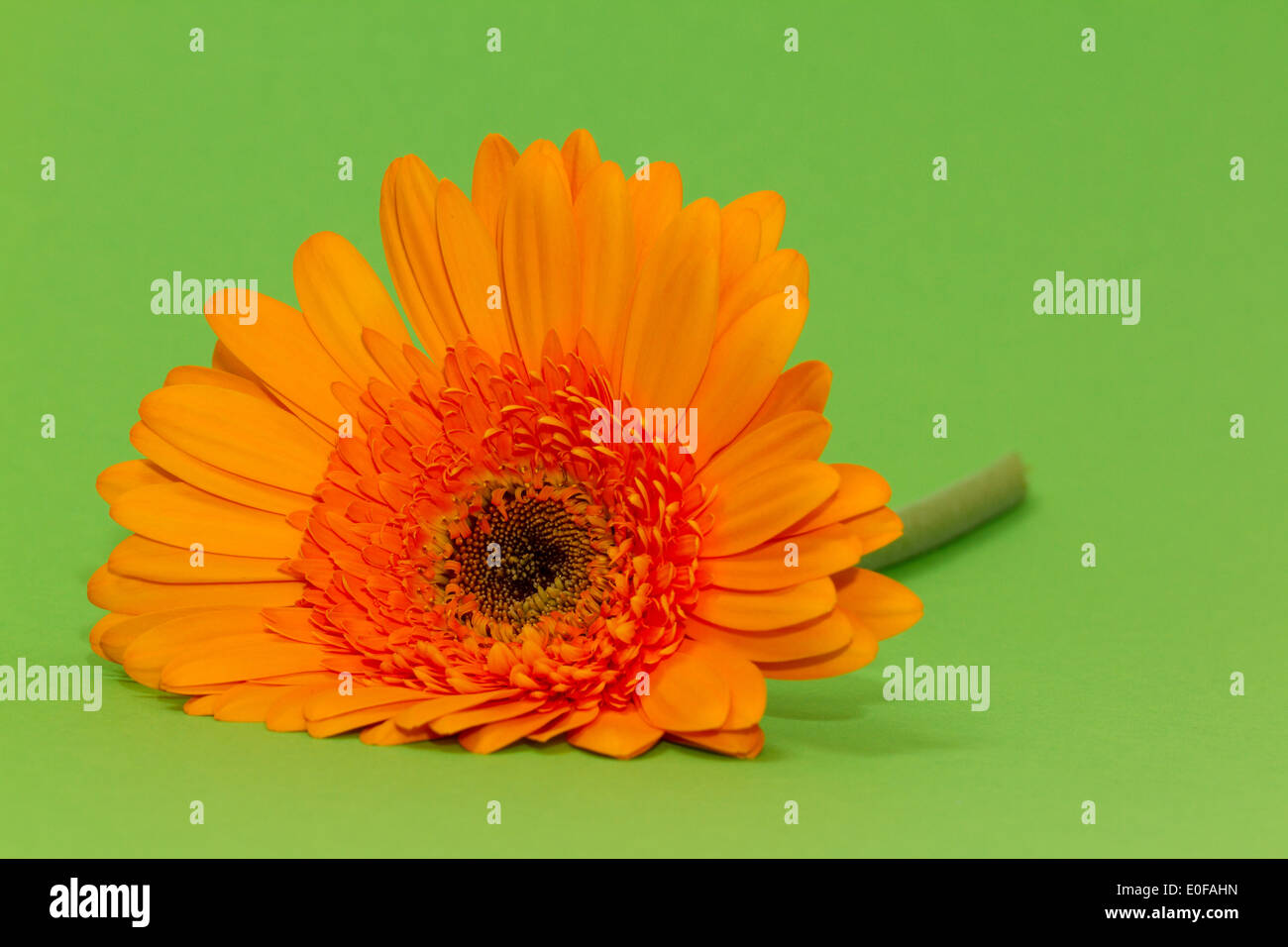 One single gerbera flower with a colorful background Stock Photo - Alamy