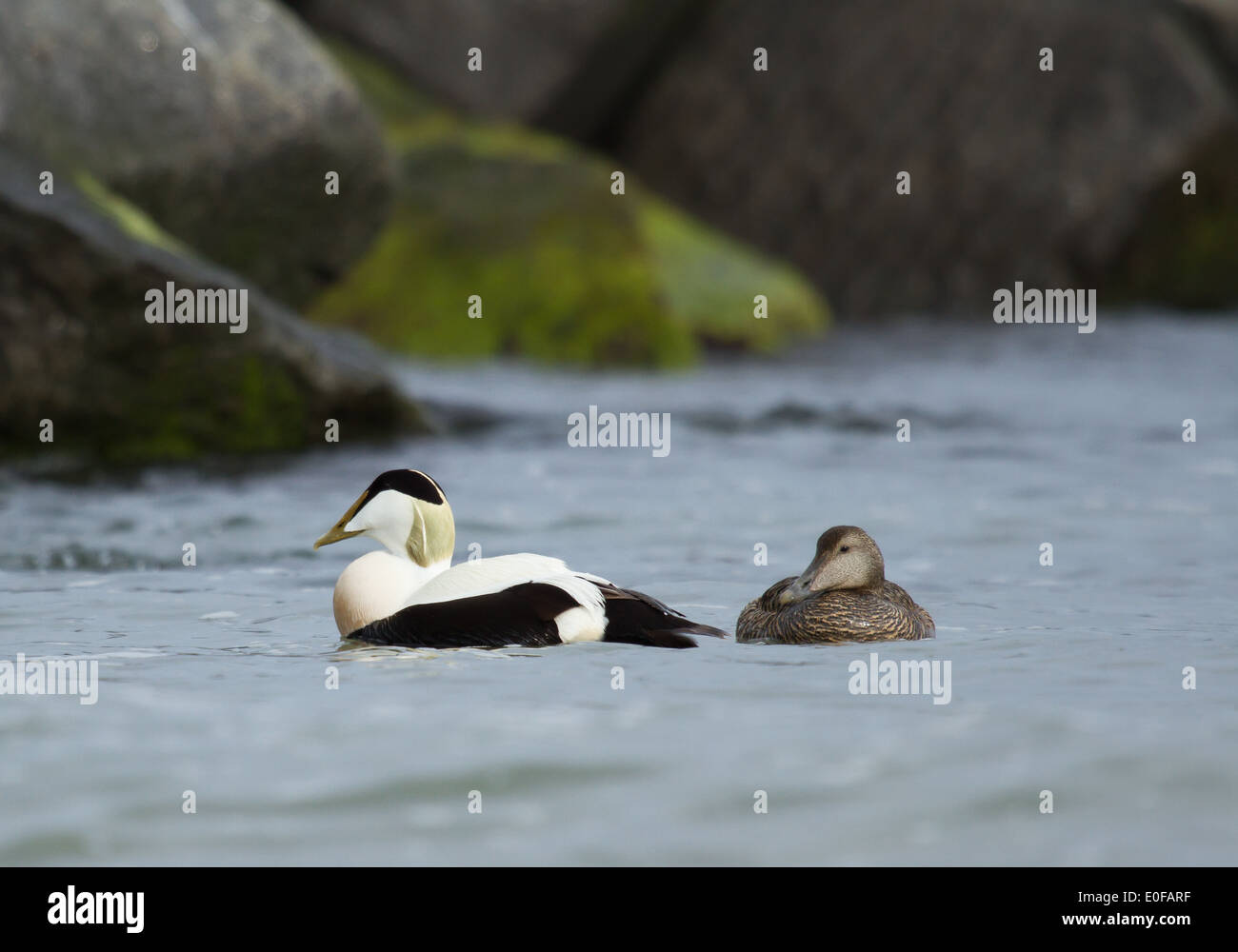 A pair of common eiders in Helgoland Stock Photo - Alamy